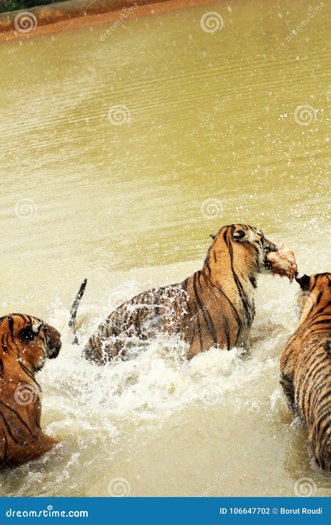 Tiger watersports stock photo. Image of lions, competition - 106647702