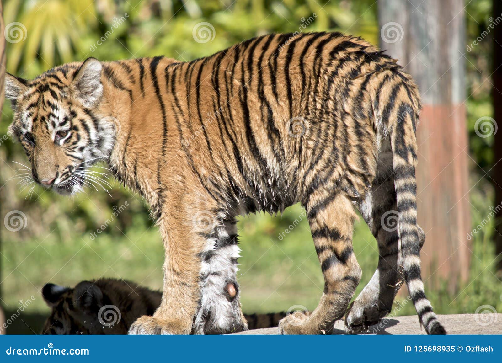 Tiger side view stock image. Image of black, asia, tail - 125698935