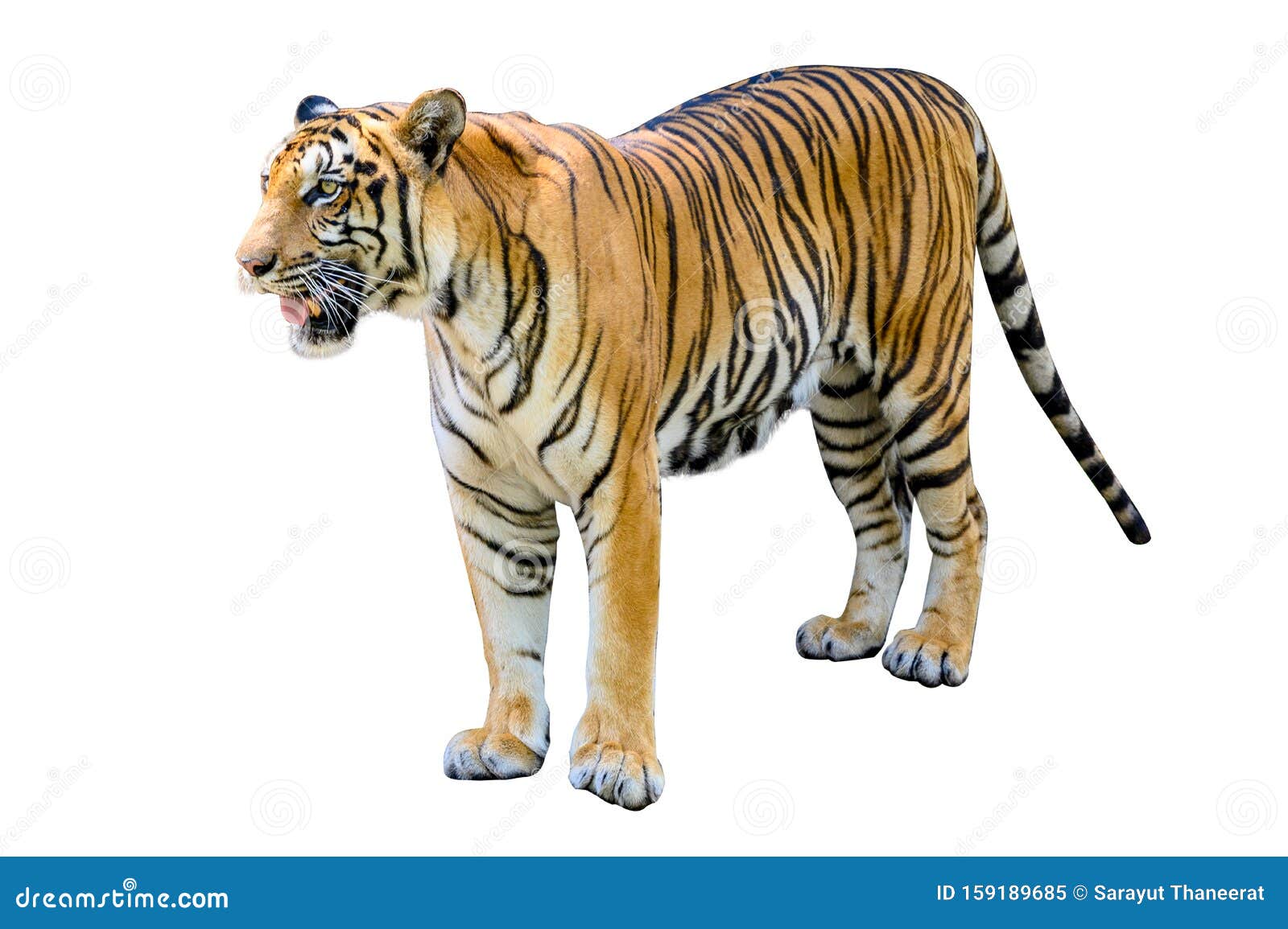 Tiger Body Profile