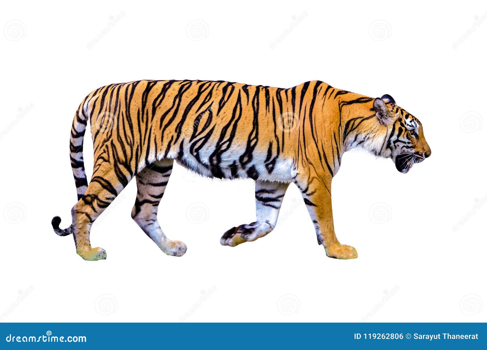 366 Tiger Full Body Photos - Free & Royalty-Free Stock Photos from ...