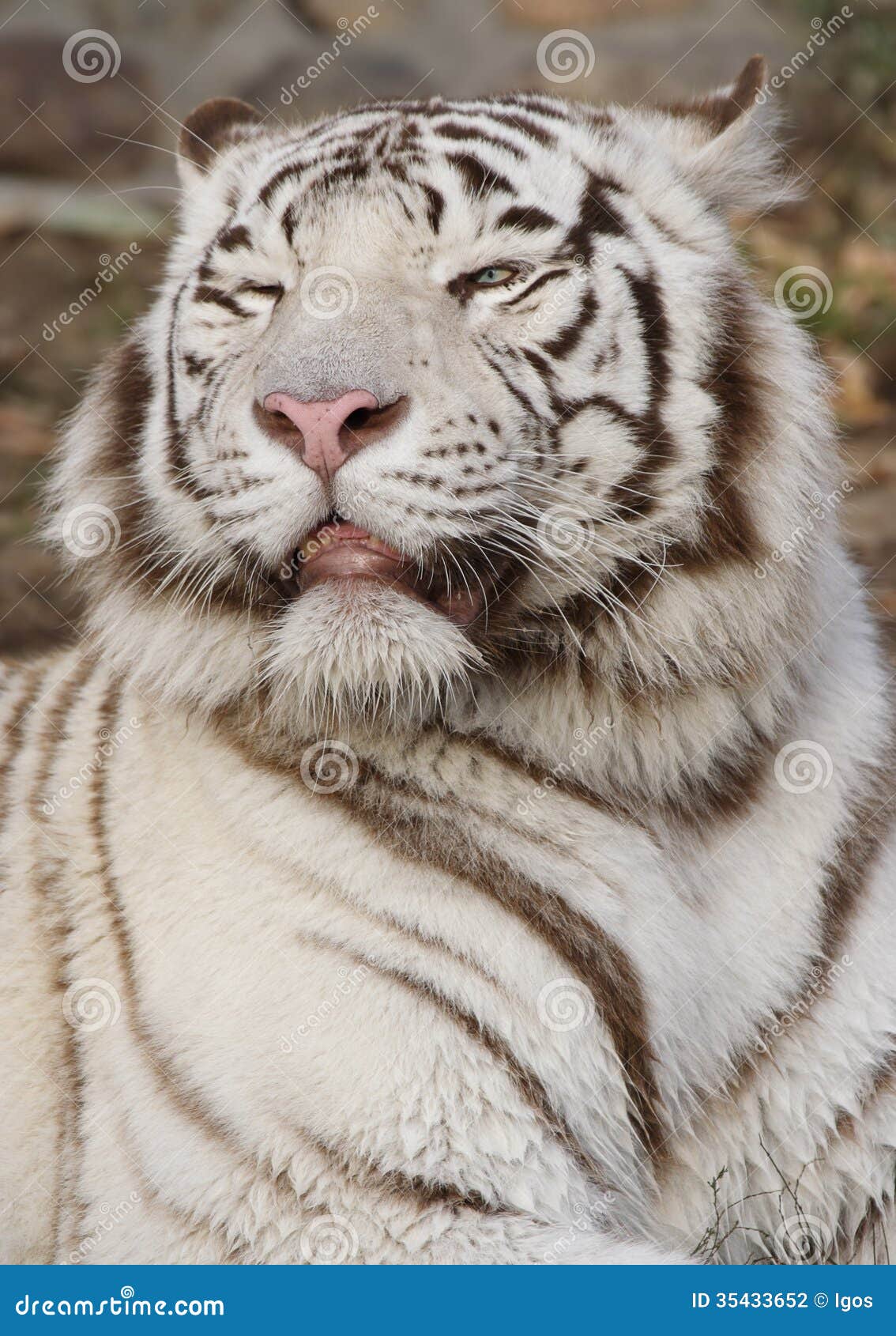 Tiger. stock photo. Image of wildlife, alertness, mammal - 35433652