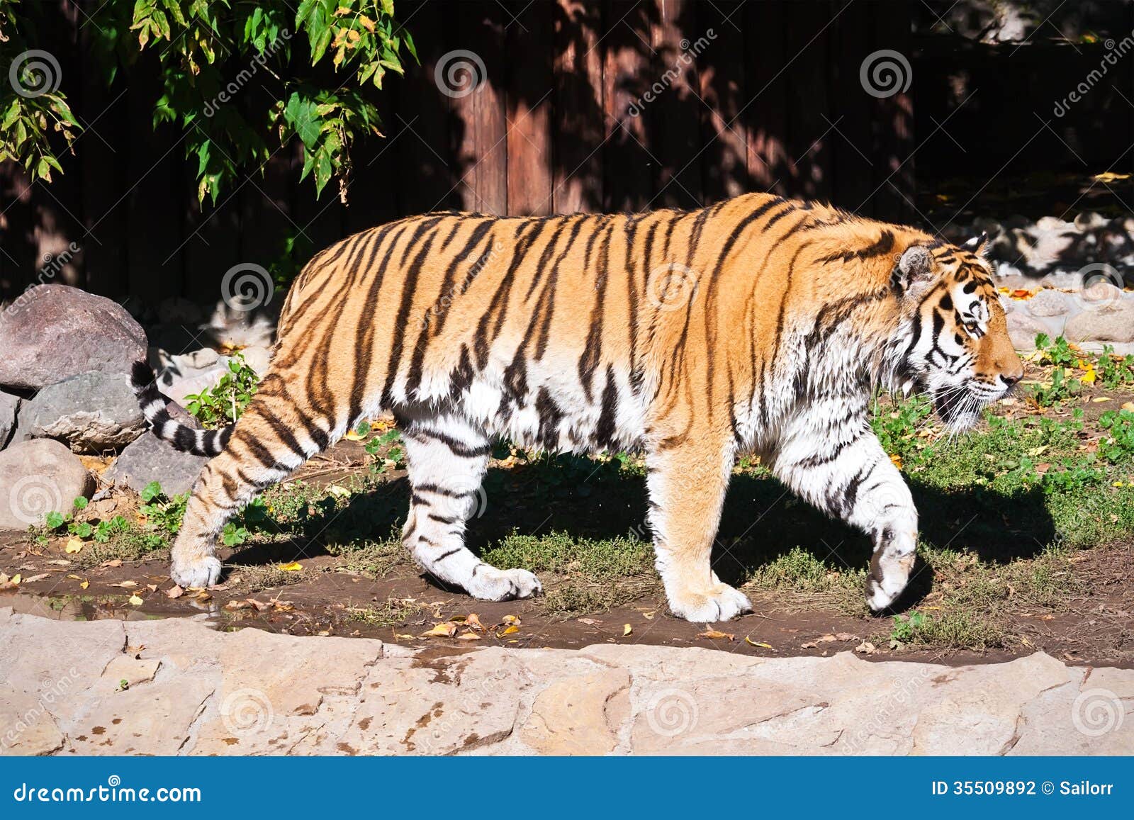 Tiger stock photo. Image of aggressive, wild, predator - 35509892