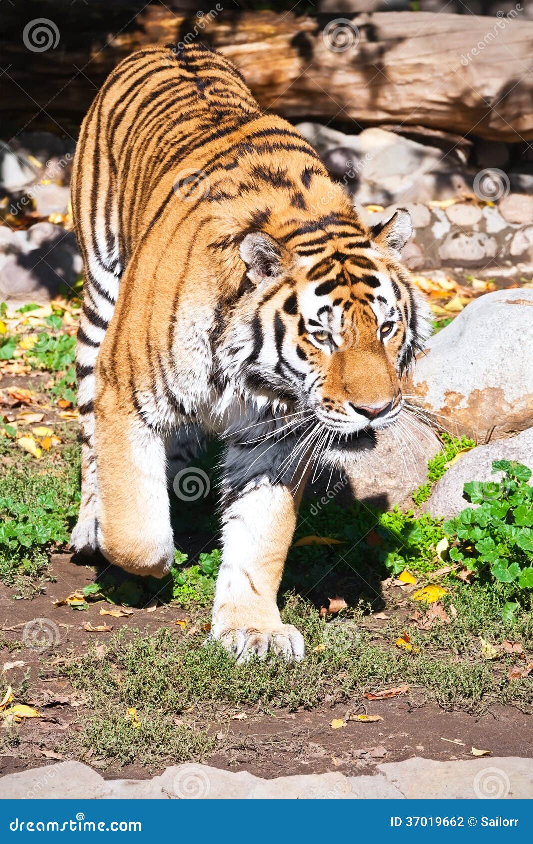 Tiger stock photo. Image of tiger, siberian, aggressive - 37019662