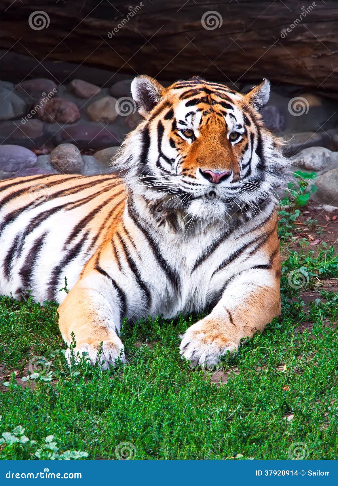 Tiger stock photo. Image of aggressive, animal, jungle - 37920914