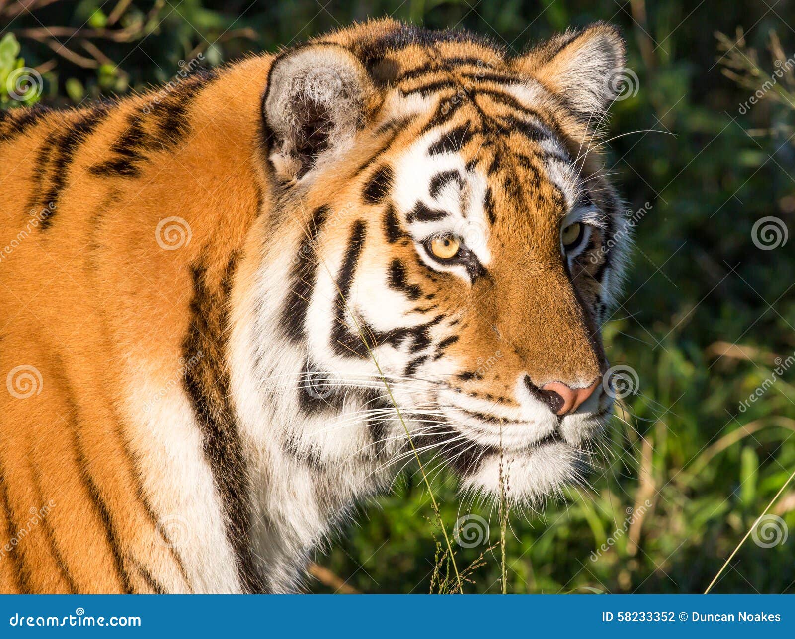 Tiger Wild Cat foto de stock. Imagem de nave, reserva - 58233352