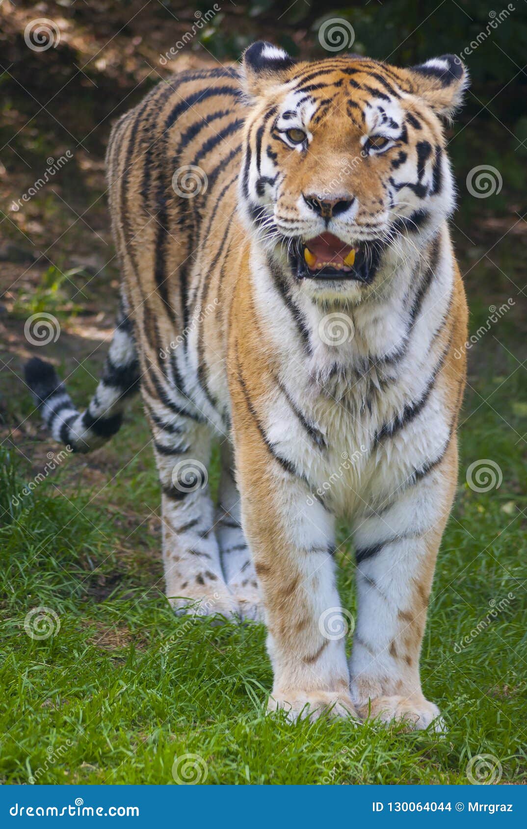 Tiger wild cat potrait stock photo. Image of aggressive - 130064044