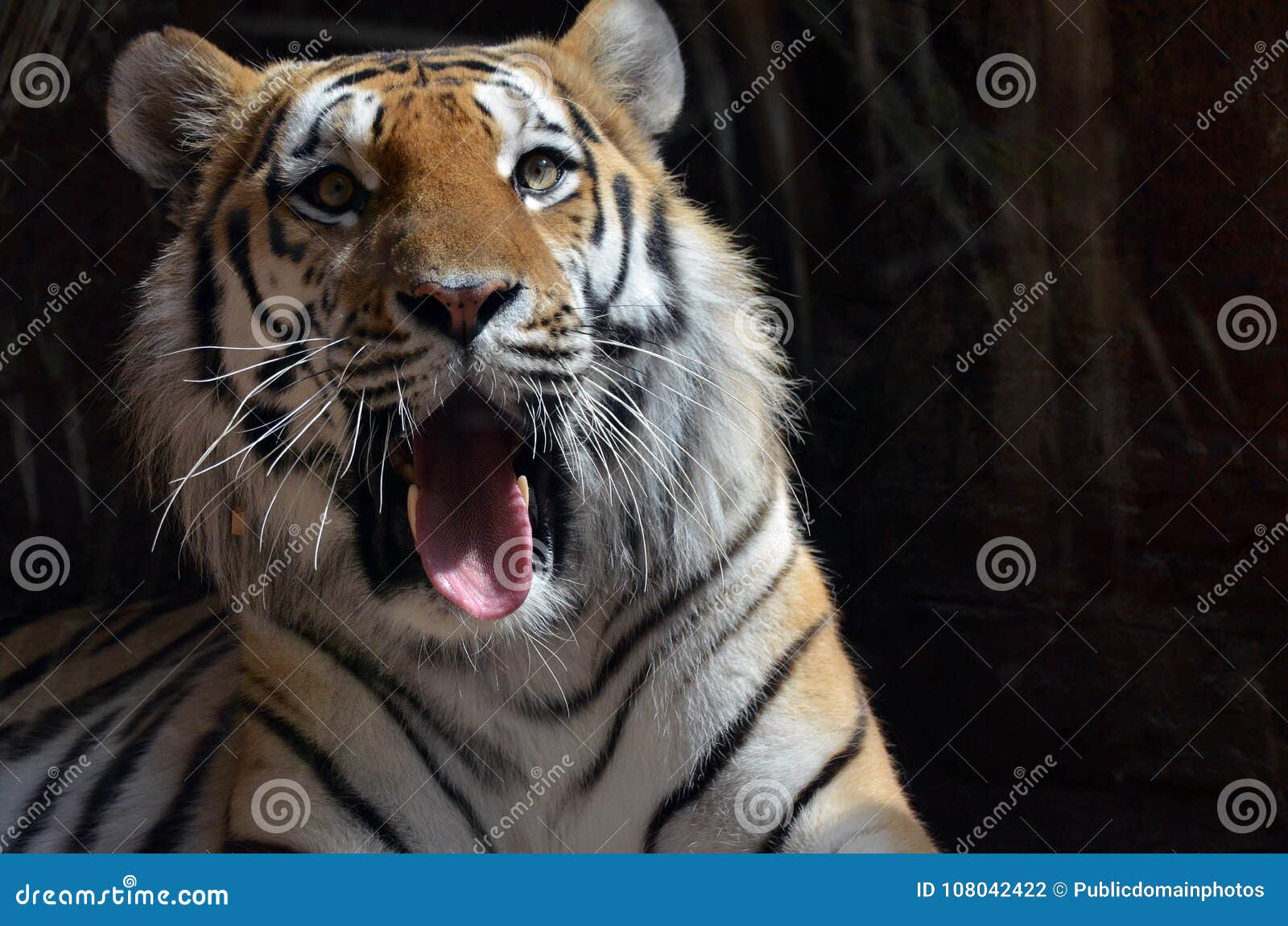 Tiger, Wildlife, Facial Expression, Mammal Picture. Image: 108042422