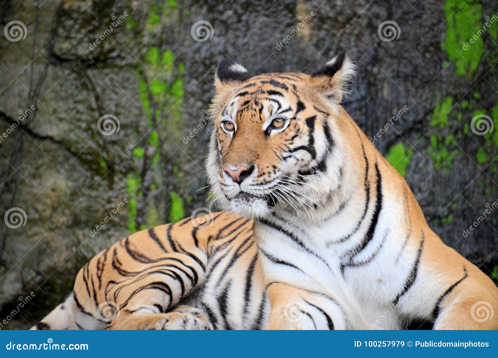 Tiger, Wildlife, Mammal, Terrestrial Animal Picture. Image: 100257979