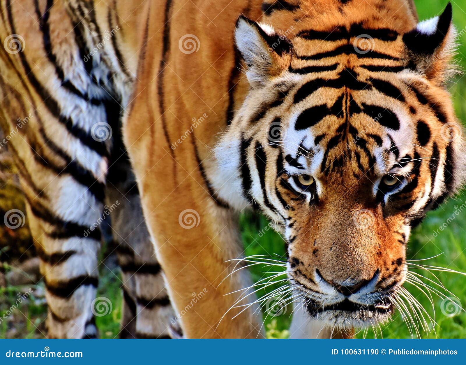 Tiger, Wildlife, Mammal, Terrestrial Animal Picture. Image: 100631190