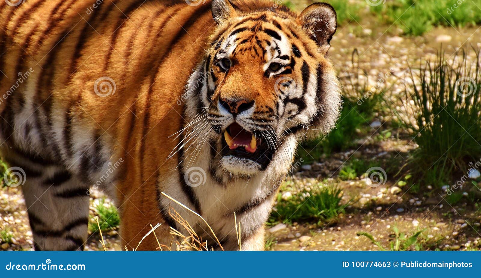 Tiger, Wildlife, Mammal, Terrestrial Animal Picture. Image: 100774663