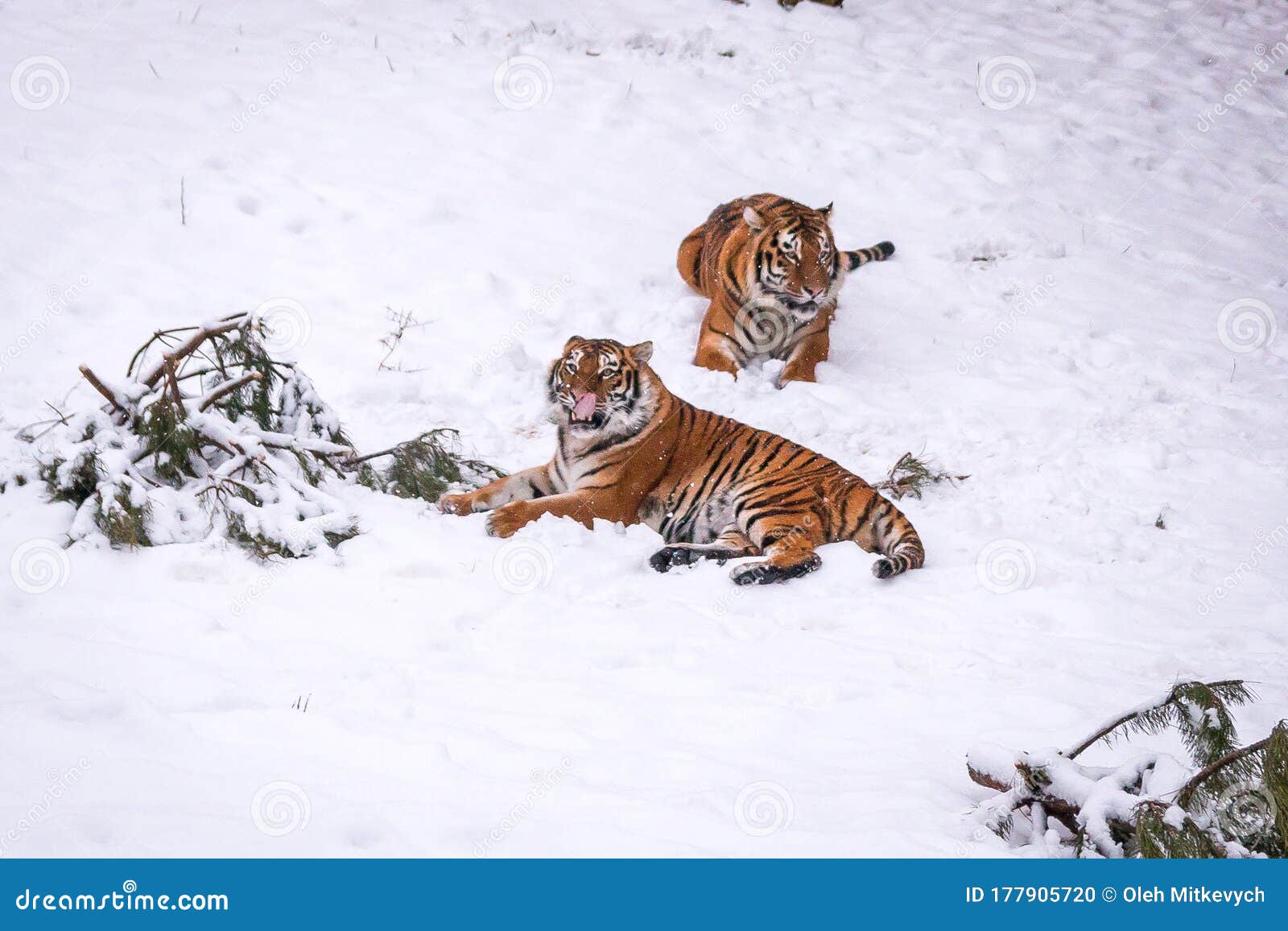Two Tiger in the Winter in Zoo Stock Photo - Image of head, aggression ...