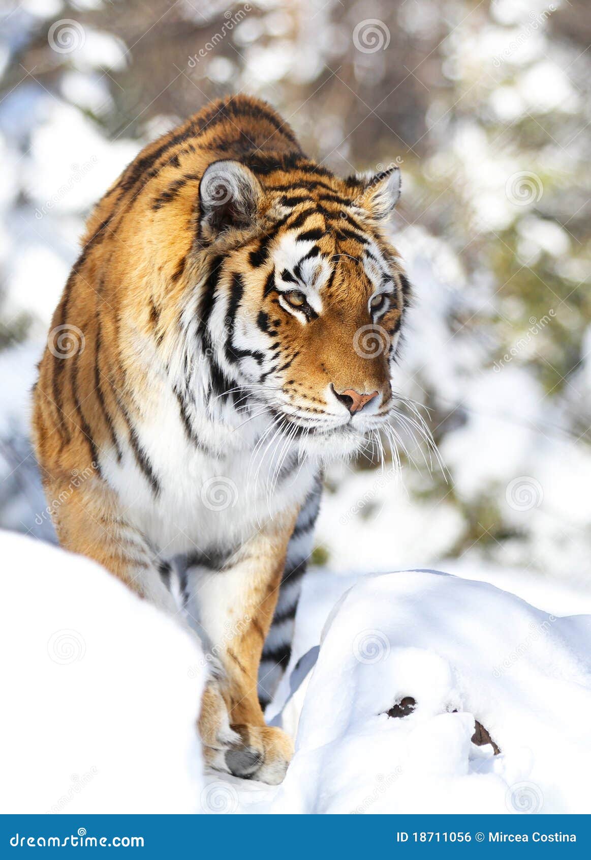 Tiger in winter stock photo. Image of male, granby, eyed - 18711056