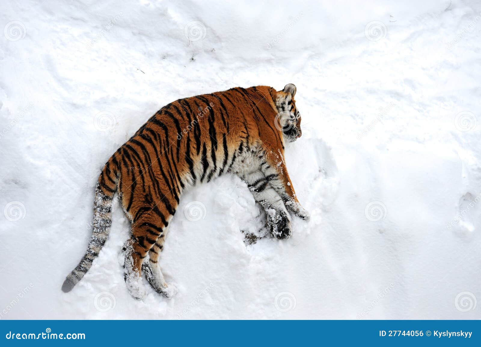 Tiger winter stock photo. Image of habitat, blizzard - 27744056