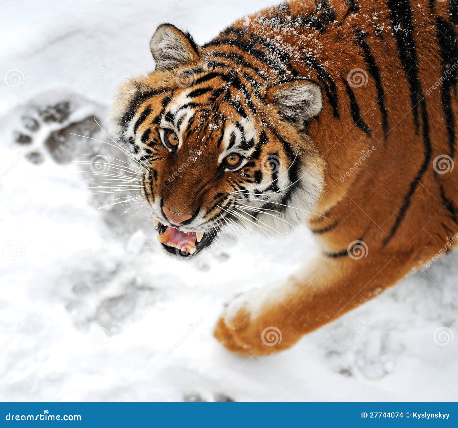 Tiger winter stock photo. Image of feline, habitat, blizzard - 27744074