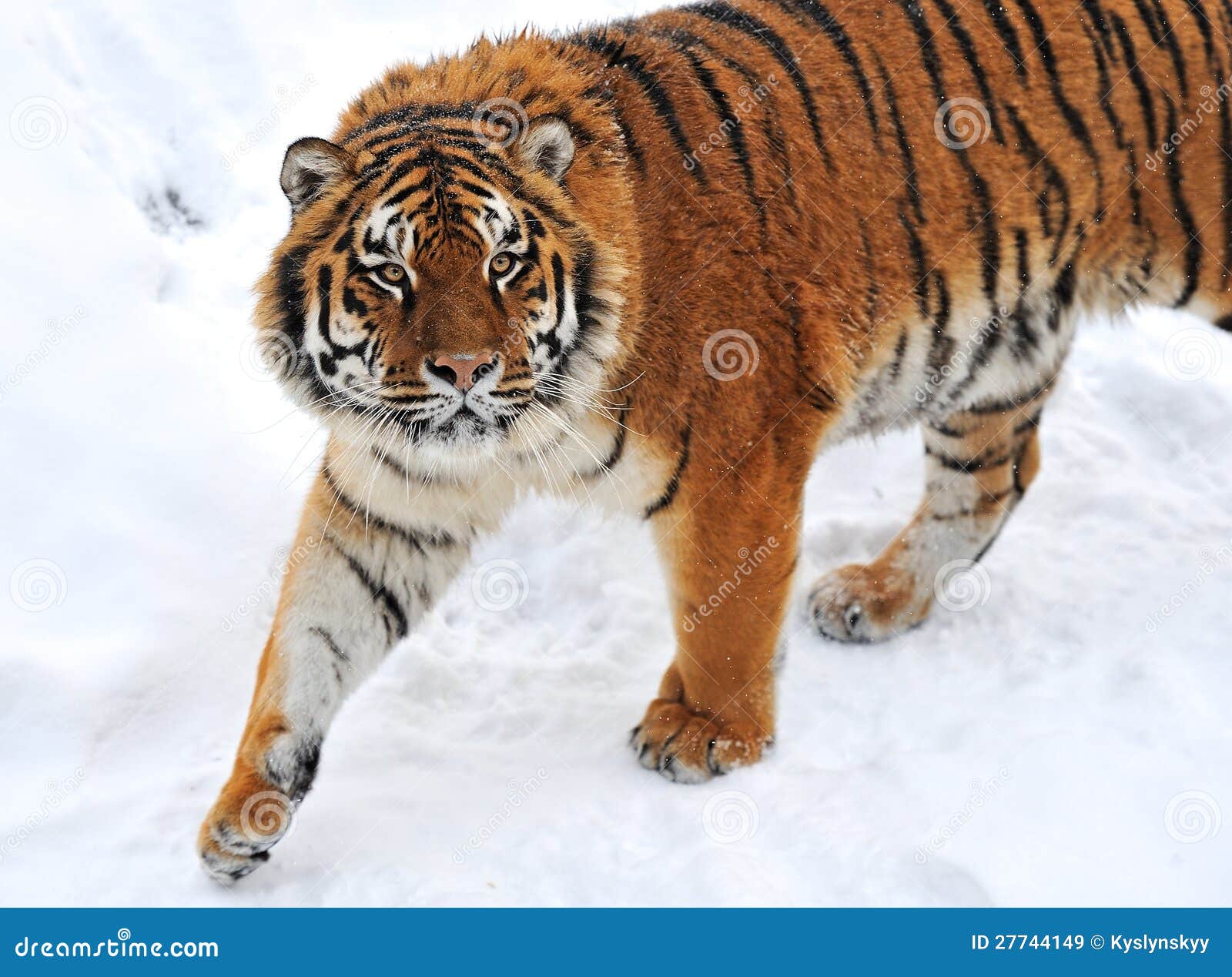 Tiger winter stock image. Image of tiger, tracks, cold - 27744149
