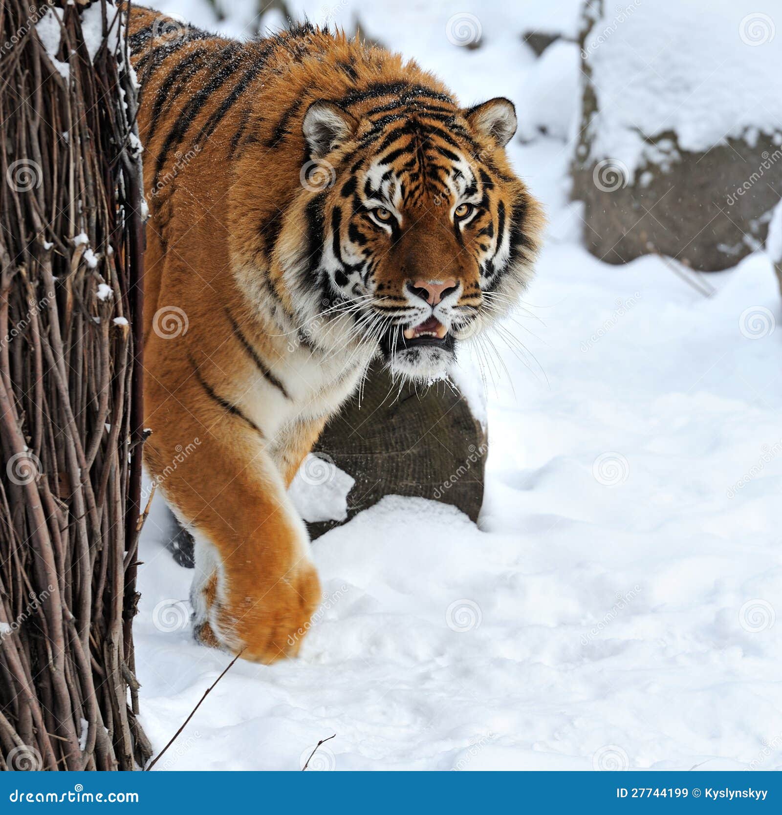 Tiger winter stock image. Image of feline, predator, tiger - 27744199