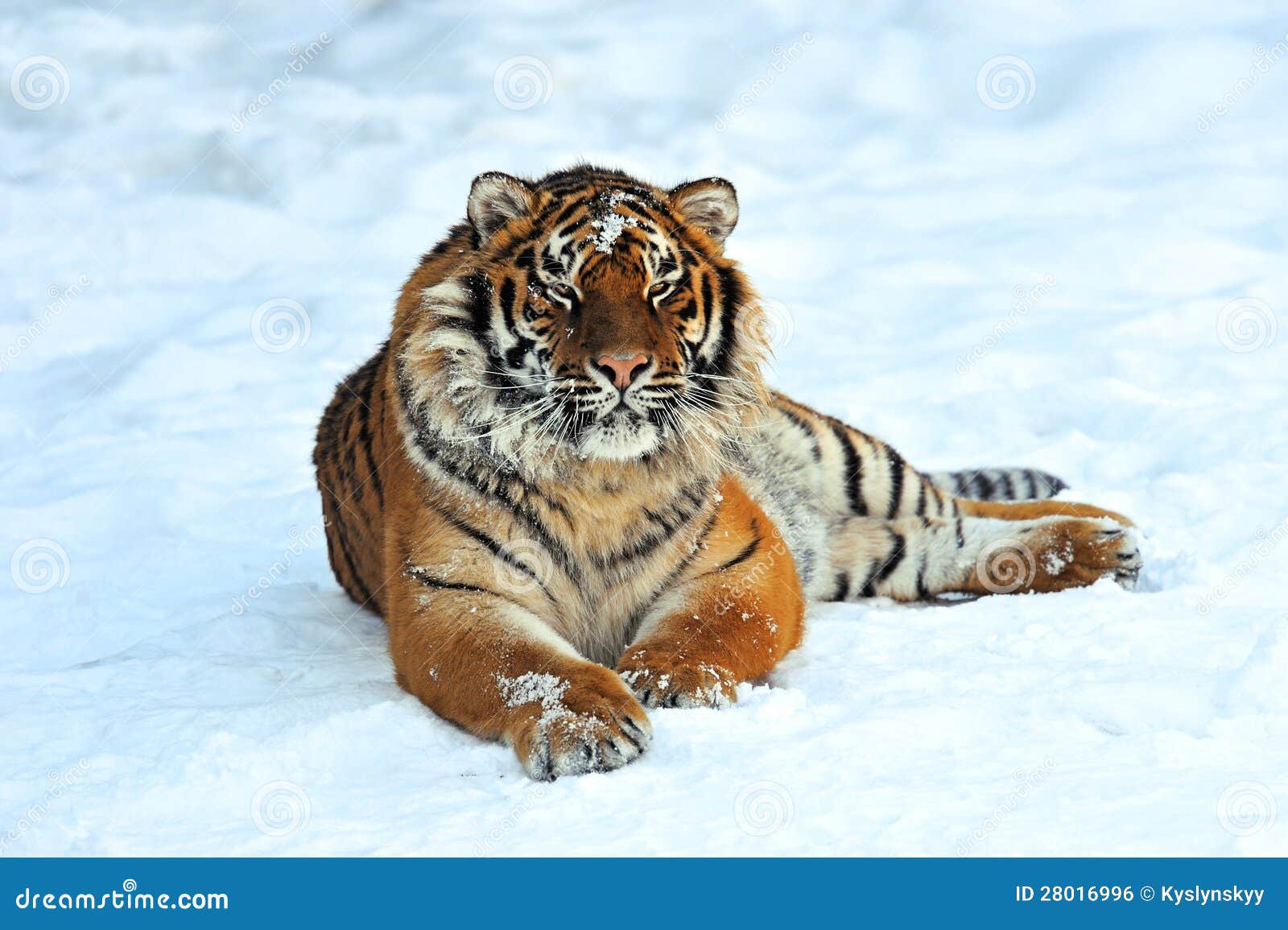 Tiger in winter stock photo. Image of winter, mammal - 28016996