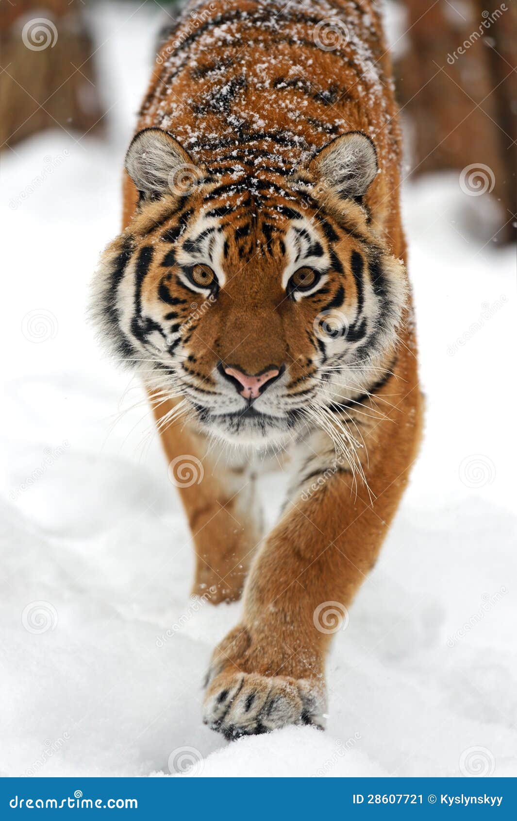 Tiger in winter stock image. Image of beast, hunter, safari - 28607721