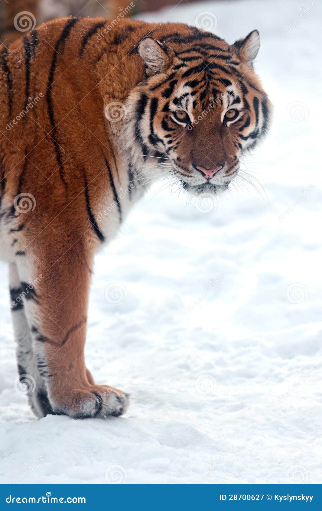 Tiger in winter stock image. Image of grass, jungle, aggression - 28700627