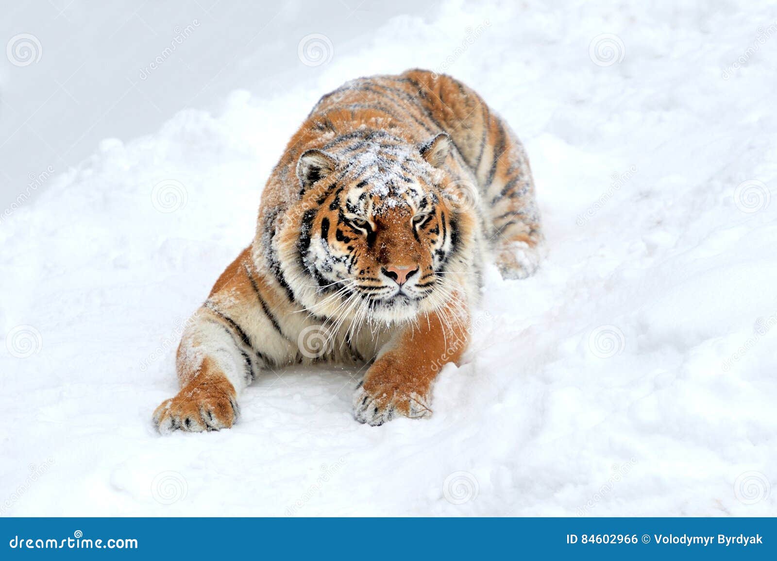 Tiger in winter stock photo. Image of amur, hunter, nature - 84602966