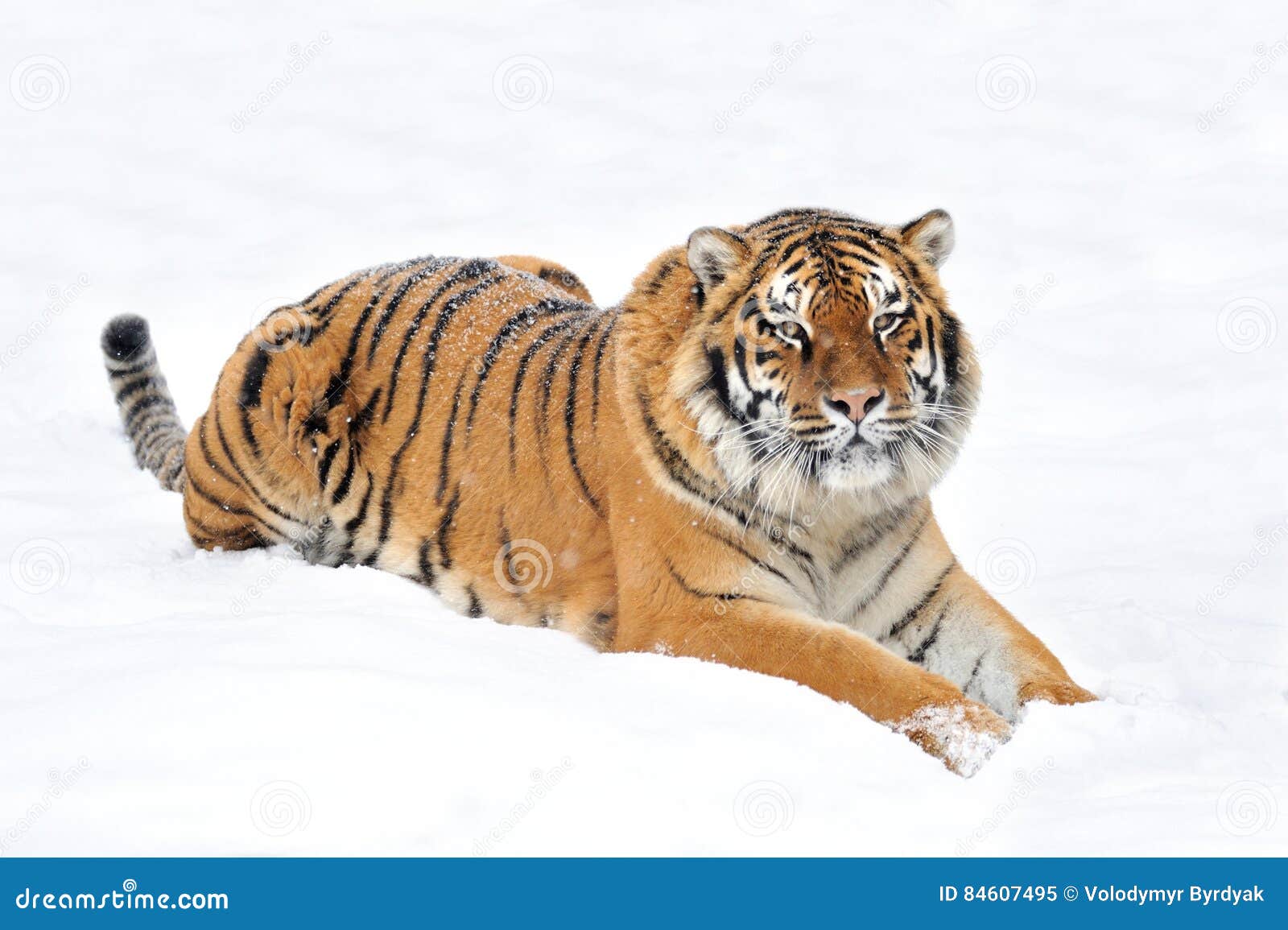 Tiger in winter stock image. Image of predator, front - 84607495