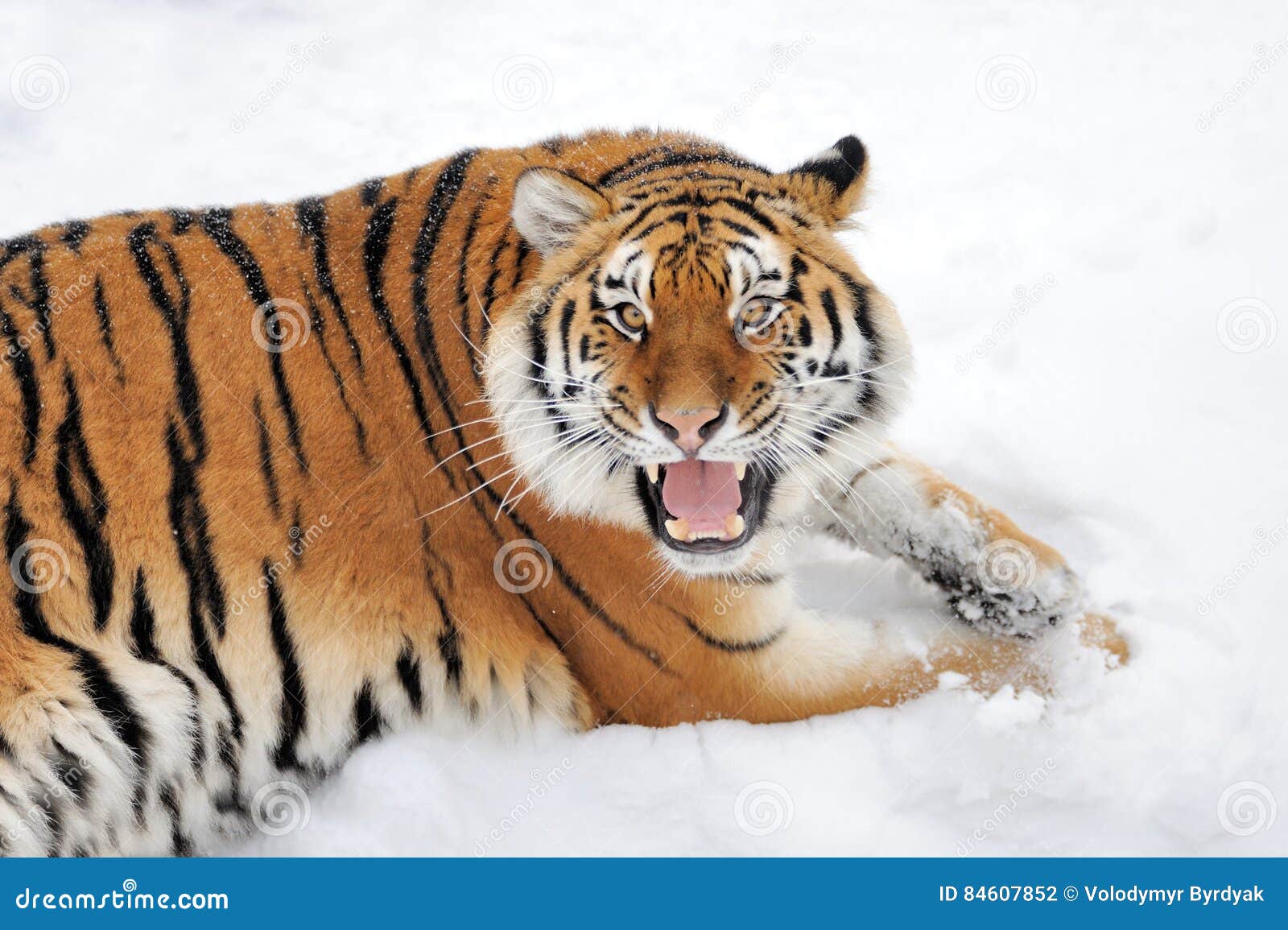 Tiger in winter stock photo. Image of blood, bare, aggressor - 84607852