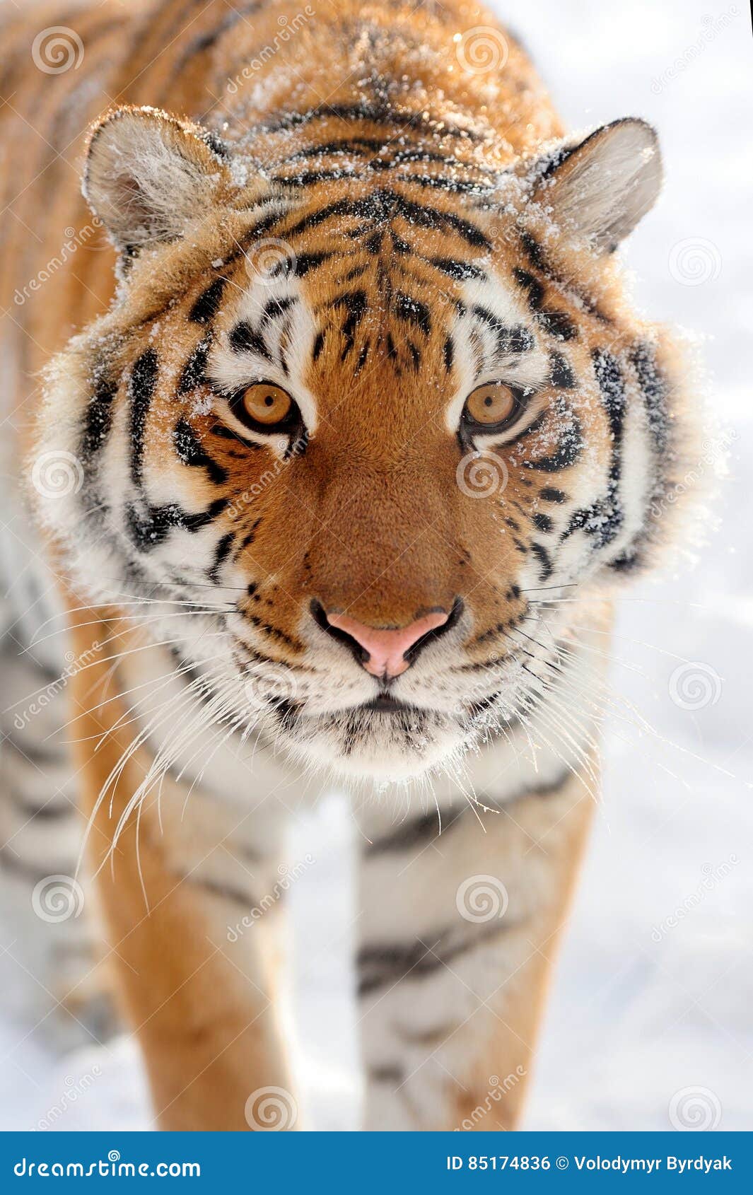 Tiger in winter stock photo. Image of carnivore, look - 85174836
