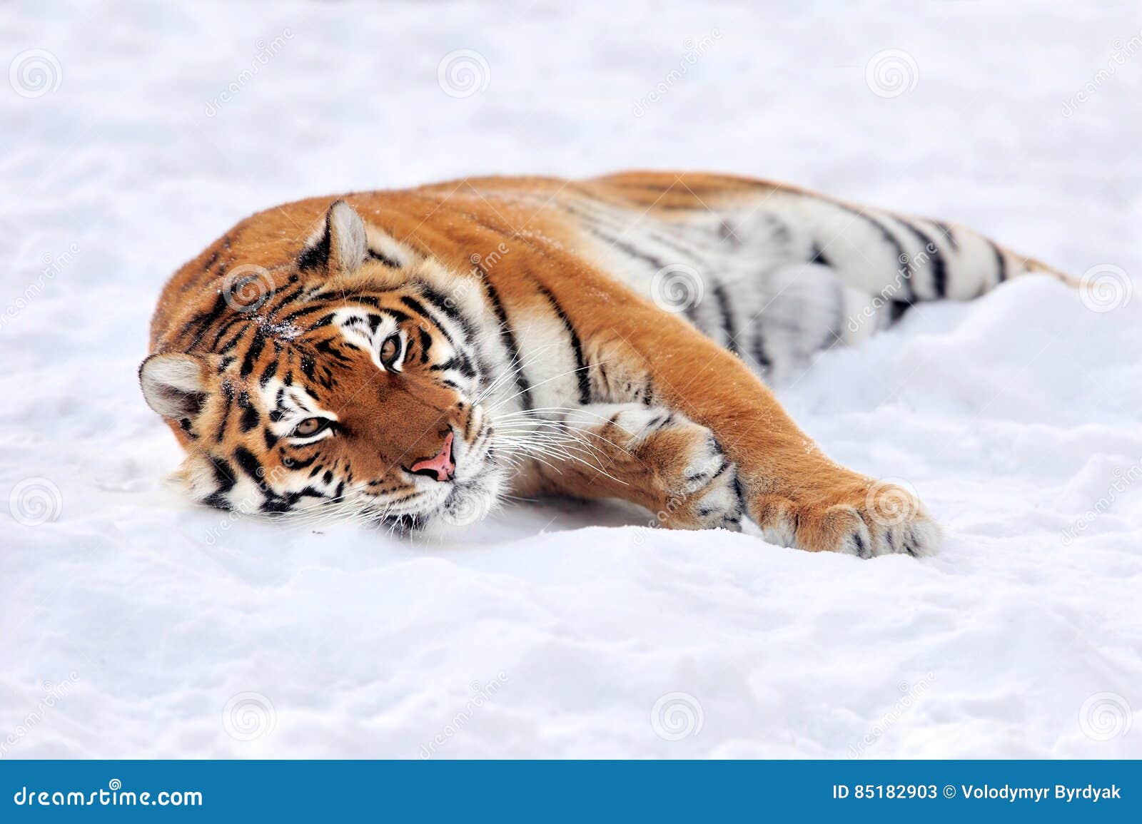Tiger in winter stock image. Image of beautiful, angry - 85182903
