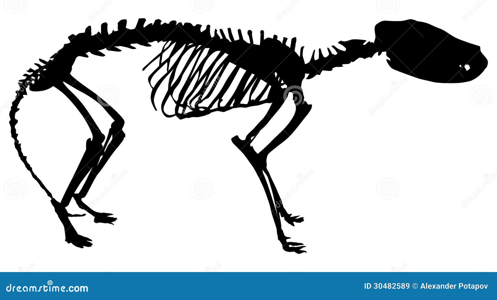 Skeleton Of Wolf, Canis Lupus In Profile View Vector Illustration ...