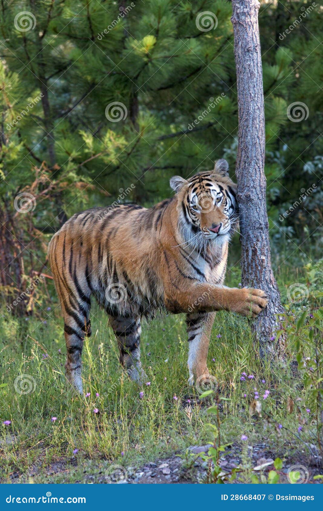 Tiger in the Woods stock image. Image of nature, natural - 28668407