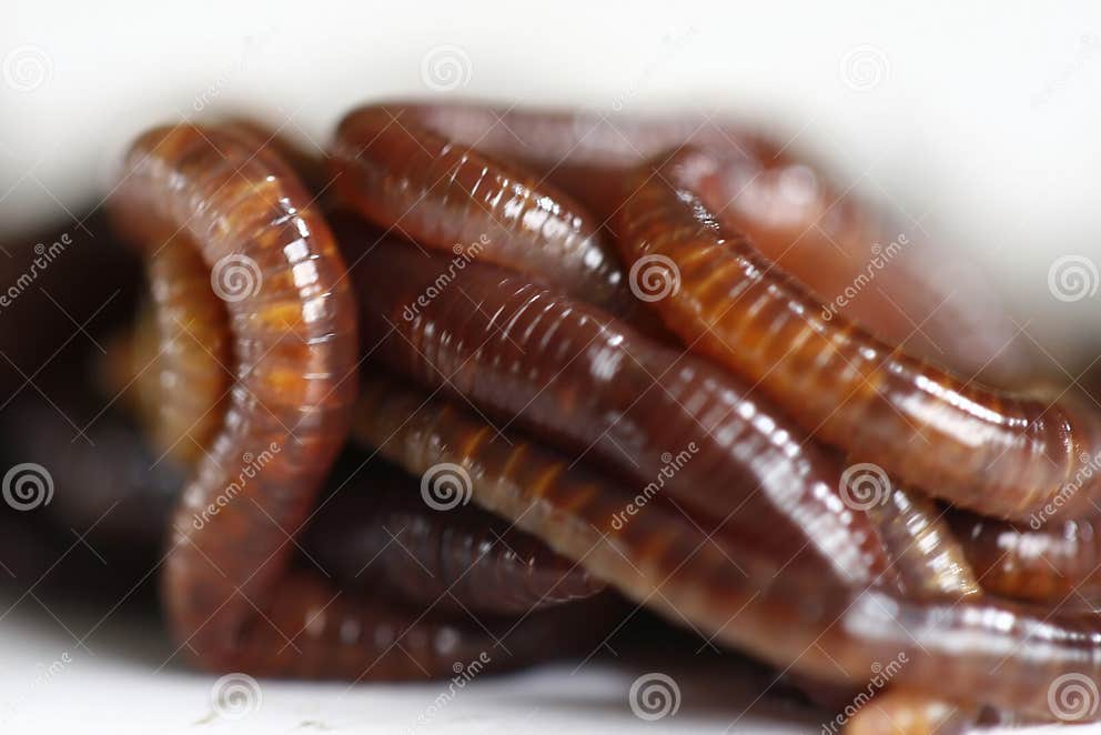Tiger worm stock image. Image of compost, vermicomposting - 4091109