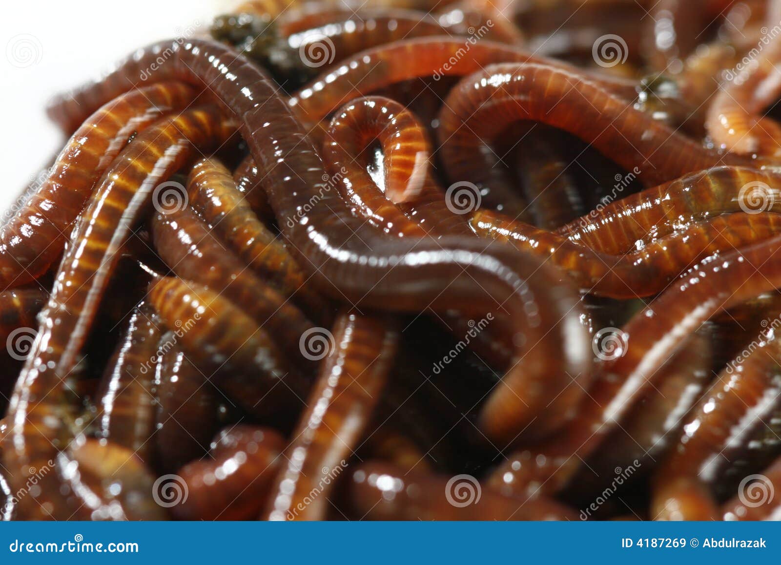 Tiger worm stock image. Image of slippery, conservation - 4187269