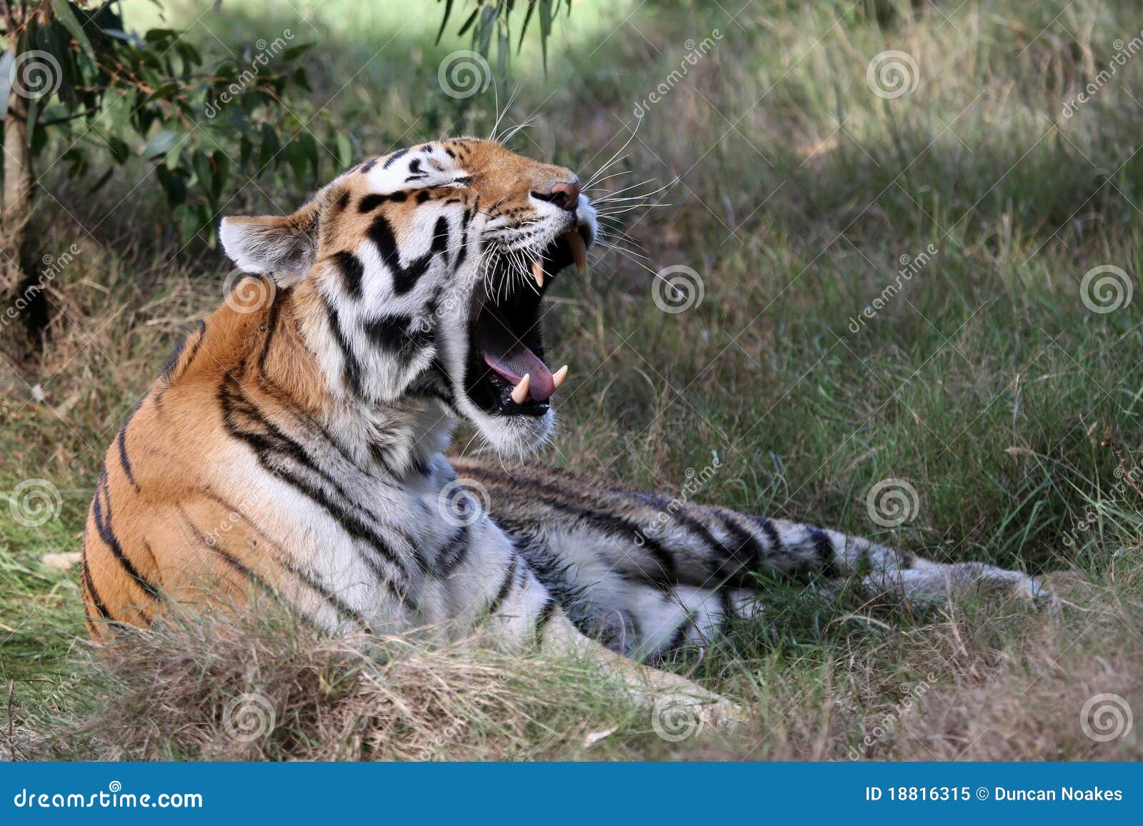 Tiger Yawn stock image. Image of predator, beauty, fangs - 18816315