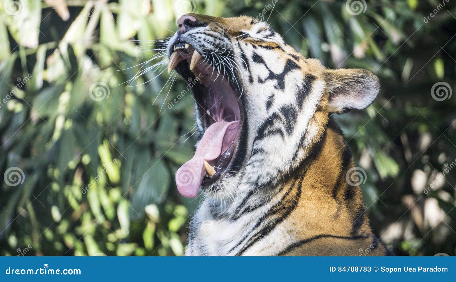 Tiger yawned stock image. Image of wild, angry, wildlife - 84708783
