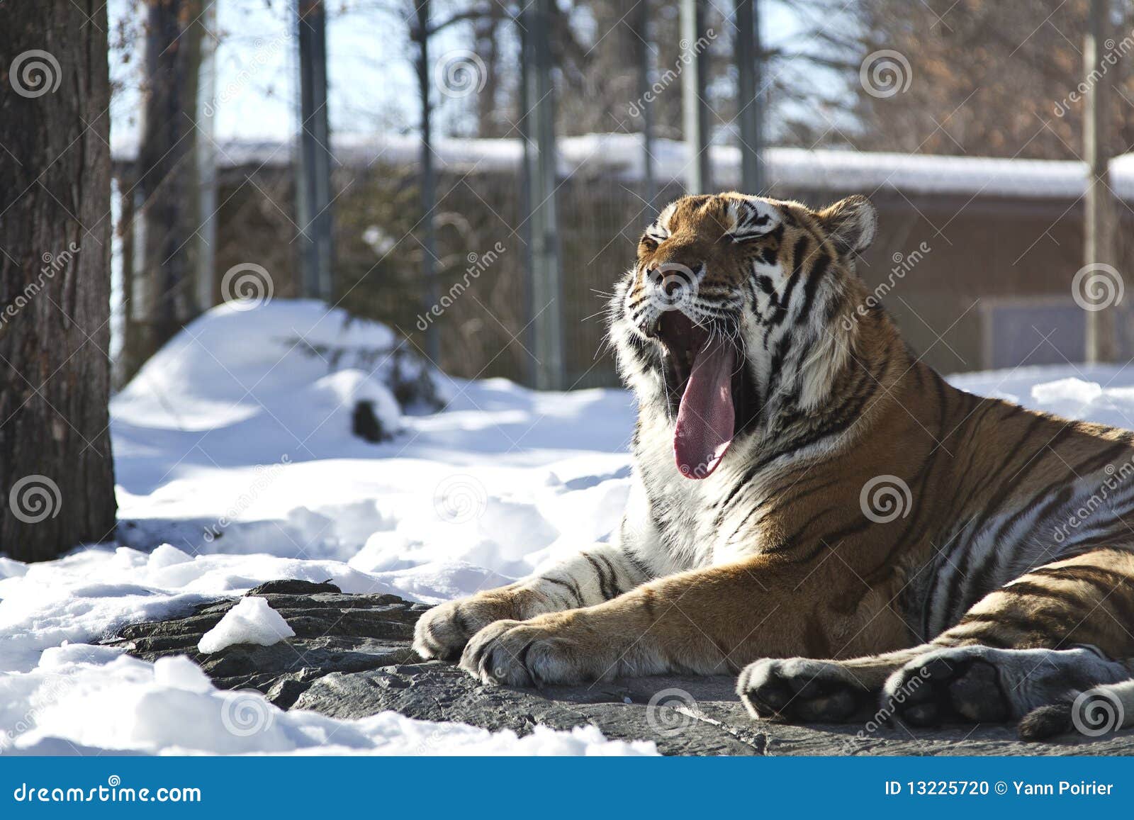 Tiger yawning stock photo. Image of panthera, paws, siberian - 13225720