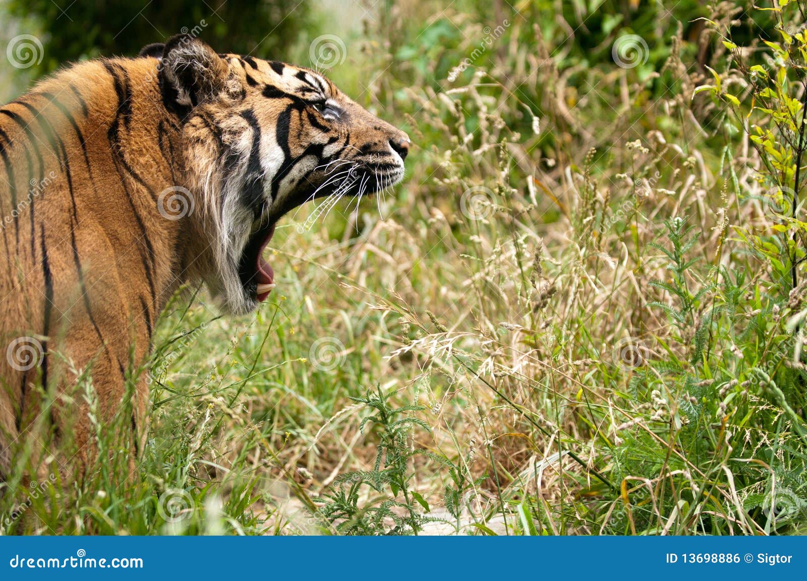 Tiger yawning stock photo. Image of animal, wild, yawn - 13698886