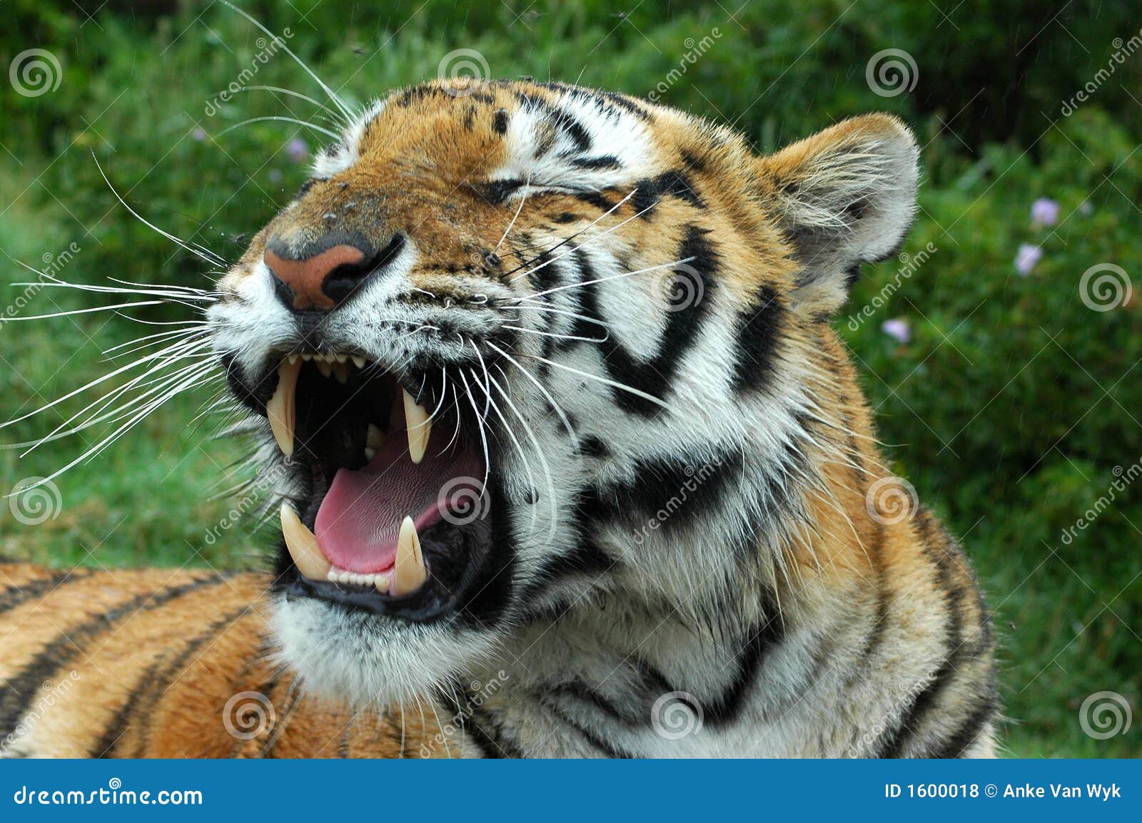 Tiger yawning stock photo. Image of beautiful, hunger - 1600018