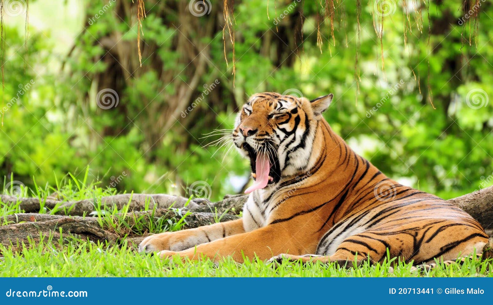 Tiger yawning stock image. Image of zoos, beautiful, animals - 20713441