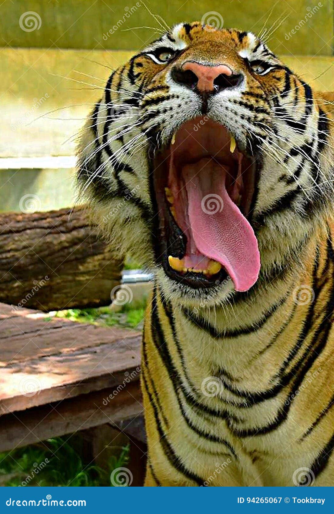 Tiger Yawning Stock Image | CartoonDealer.com #20713441