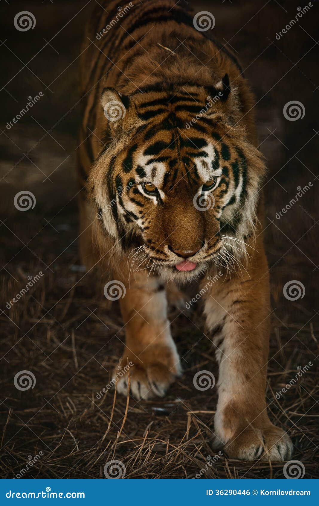 Sunda Tiger Stock Photos - Free & Royalty-Free Stock Photos from Dreamstime