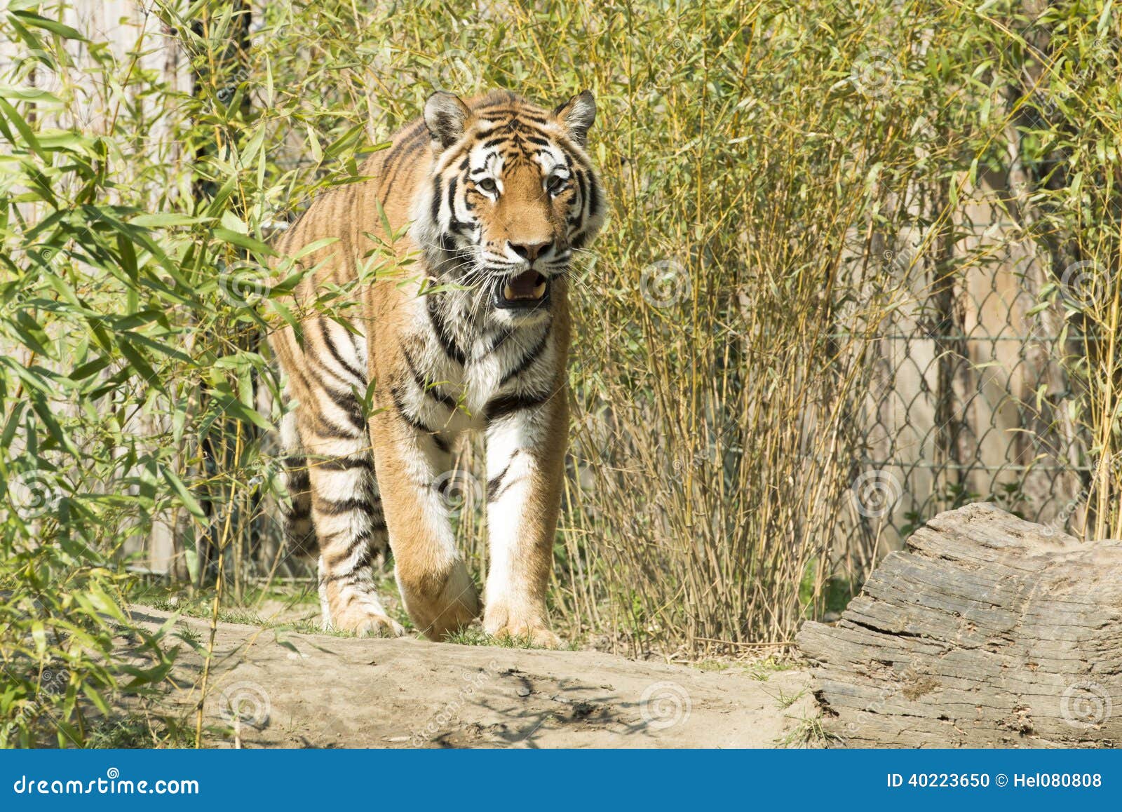 Tiger stock photo. Image of fierce, cats, staring, wildlife - 40223650