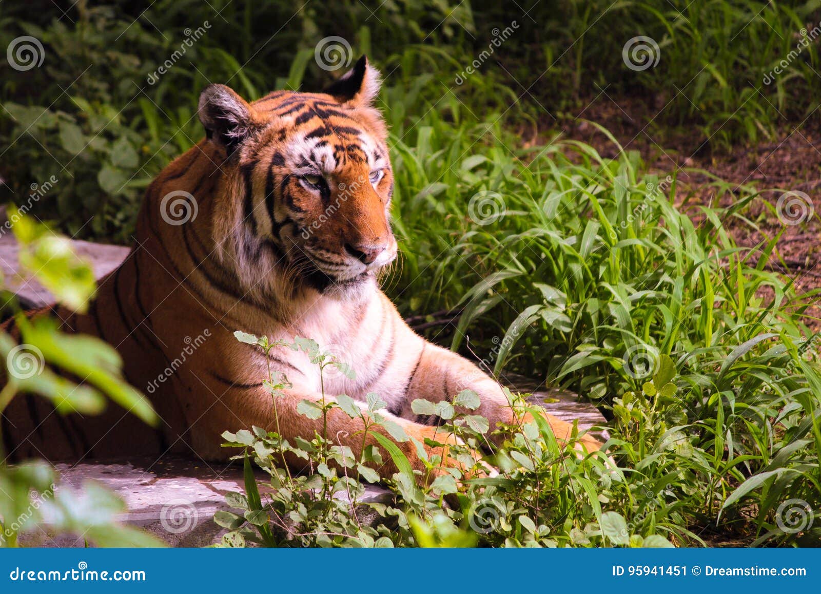 Tiger zone stock image. Image of filling, crazy, relaxing - 95941451