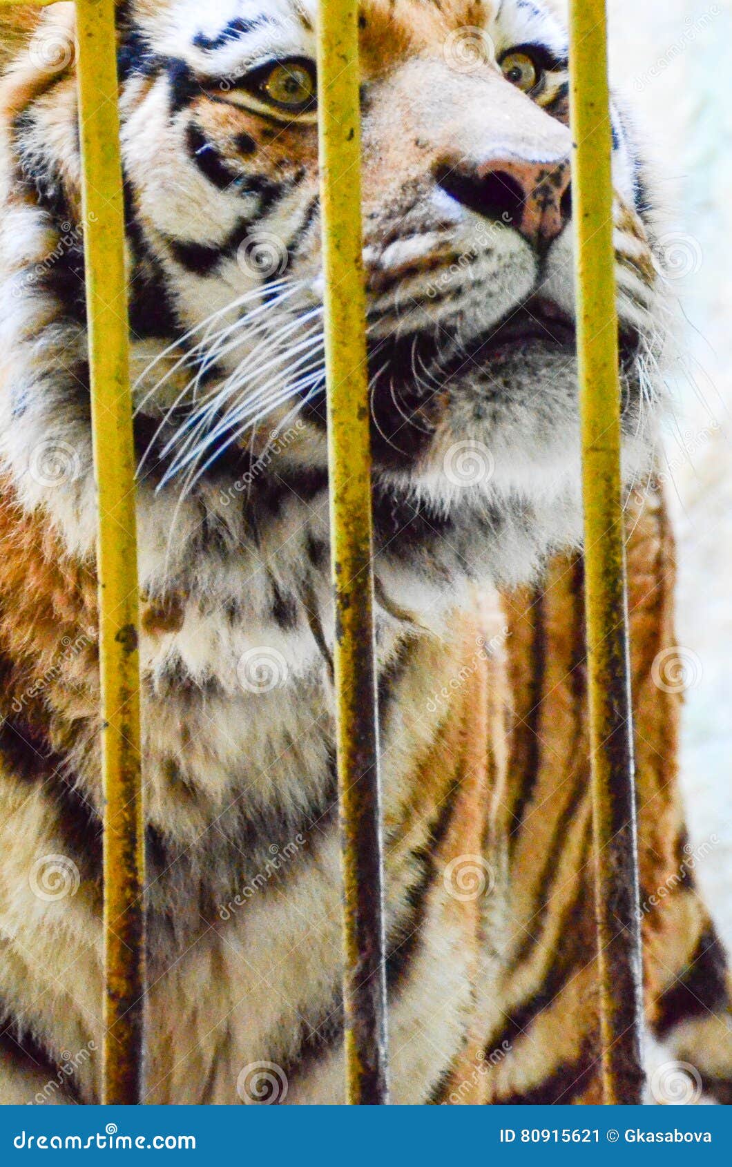 Tiger at zoo stock image. Image of architecture, destination - 80915621