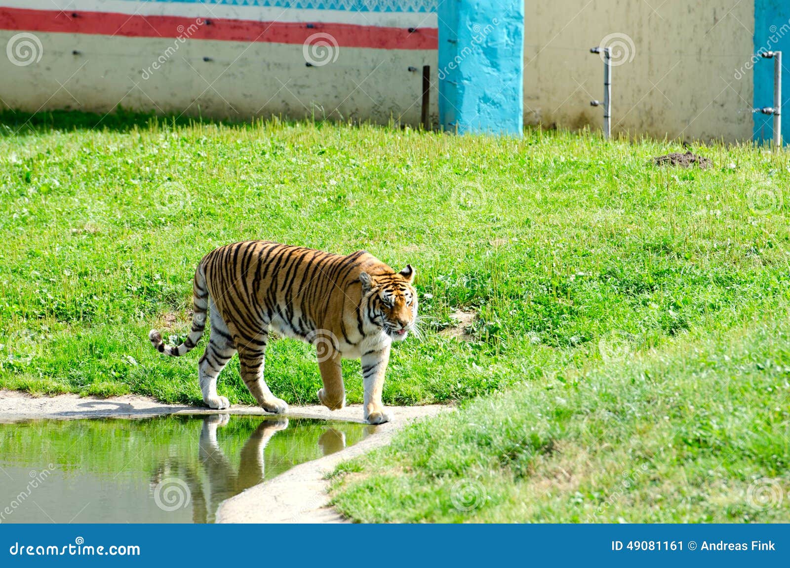 Tiger stock image. Image of park, wildlife, wildcat, belgium - 49081161