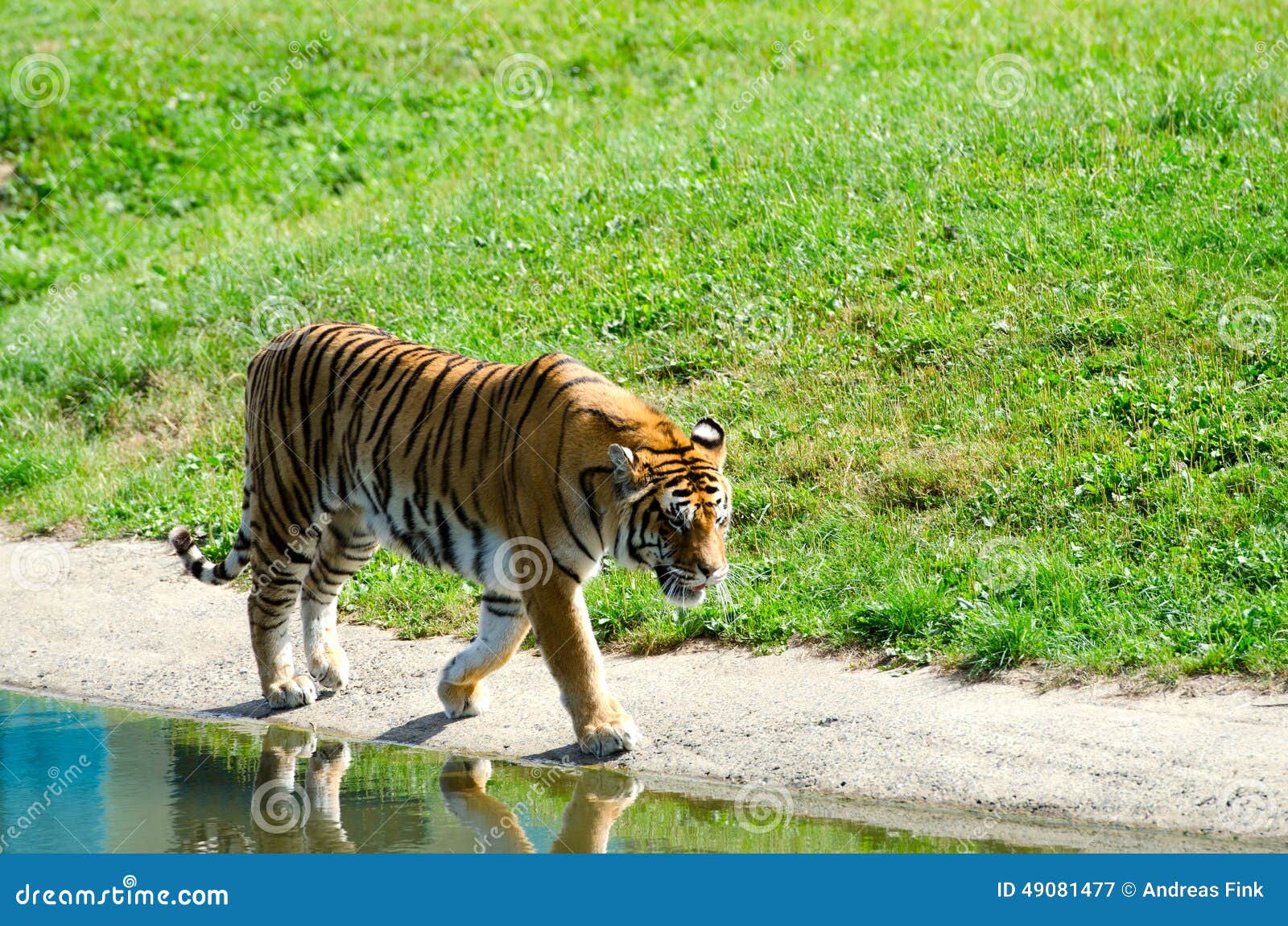 Tiger stock image. Image of grassland, wildlife, wild - 49081477