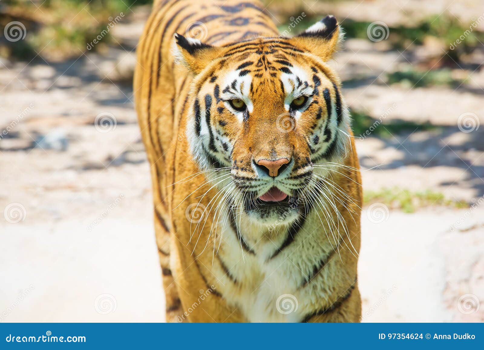 Tiger in the Zoo of Benidorm Stock Photo - Image of carnivore, animal ...