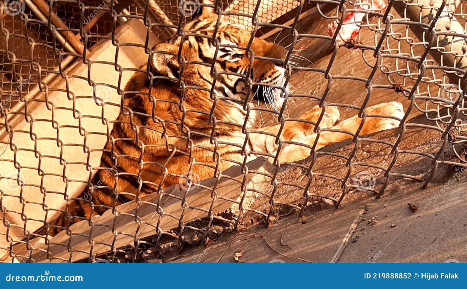 Tiger in zoo cage stock photo. Image of fence, tiger - 219888852