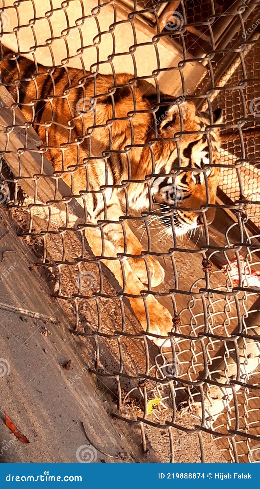 Tiger in zoo cage stock photo. Image of iron, line, flooring - 219888874