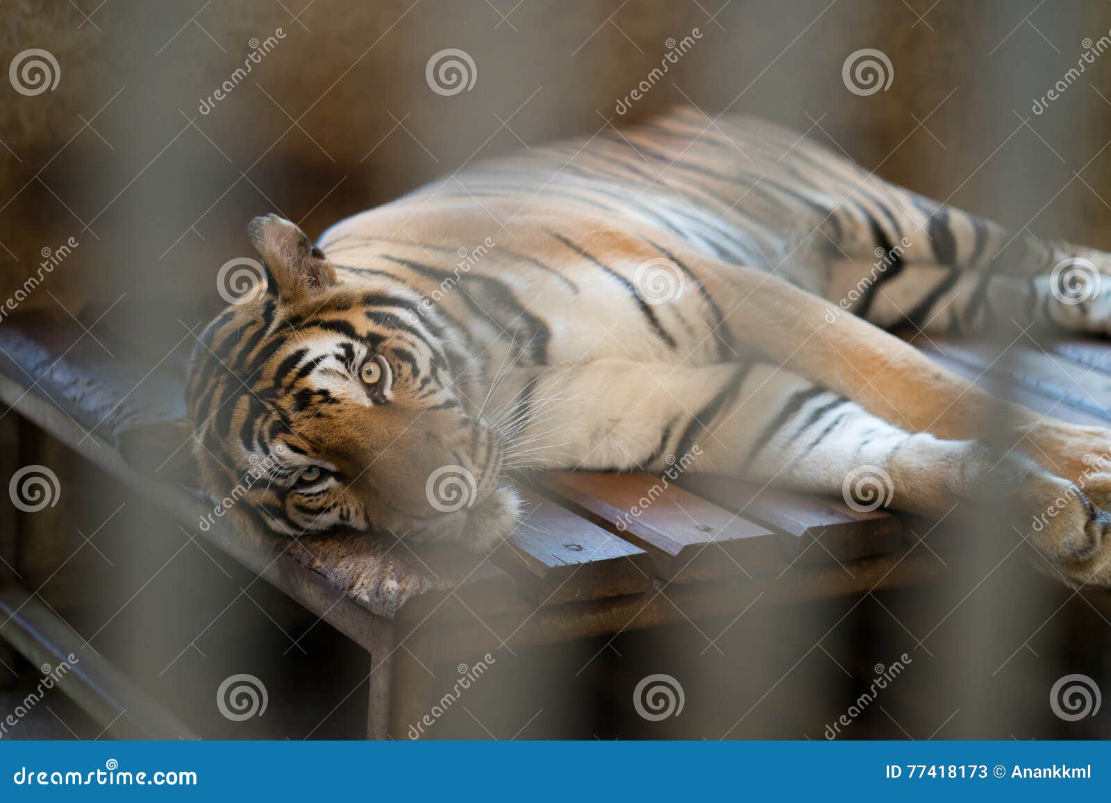 Tiger in a zoo cage stock image. Image of captivity, dangerous - 77418173