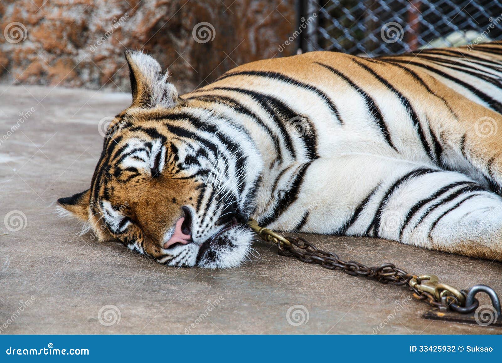 Tiger stock photo. Image of panthera, head, danger, tiger - 33425932